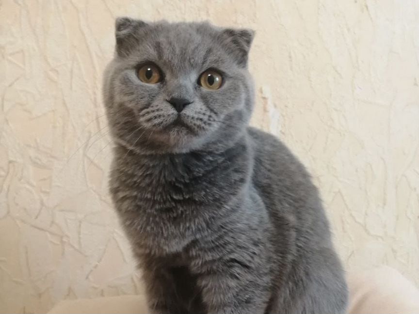 Шотландская вислоухая голубая