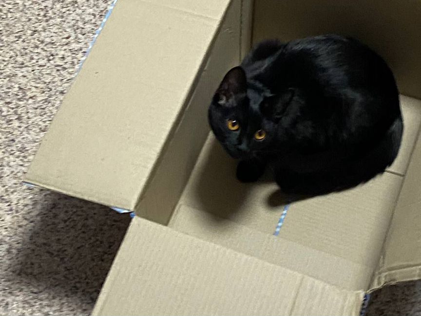 Отдам котëнка