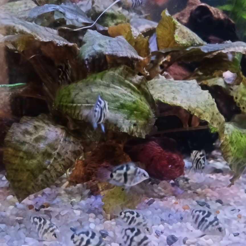 Аквариумные рыбки