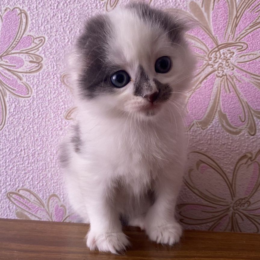 Шотландский вислоухий длинношёрстный котёнок