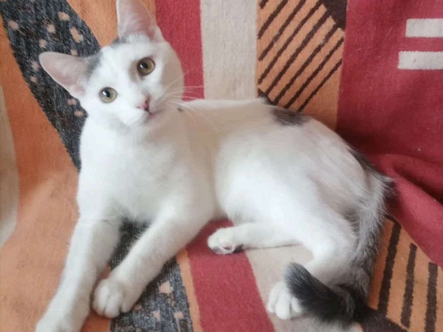 Кот подросток Яша. Очень ласковый