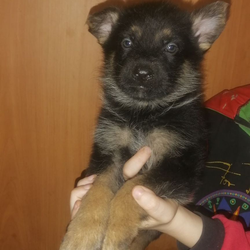 Чистокровные щенки