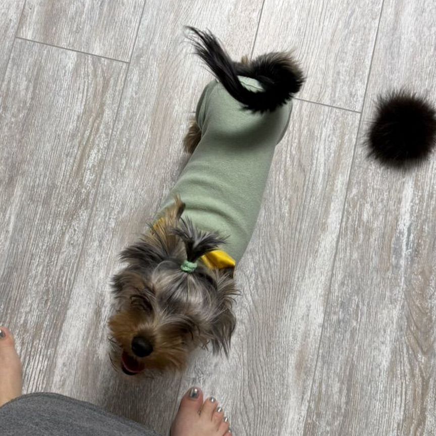 Йоркширский терьер, щенок