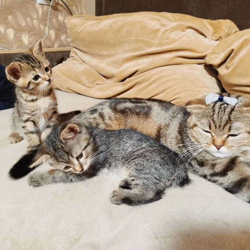 Котята. Вислоухой Шотландской кошки