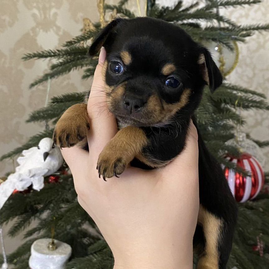 Чихуахуа, щенок