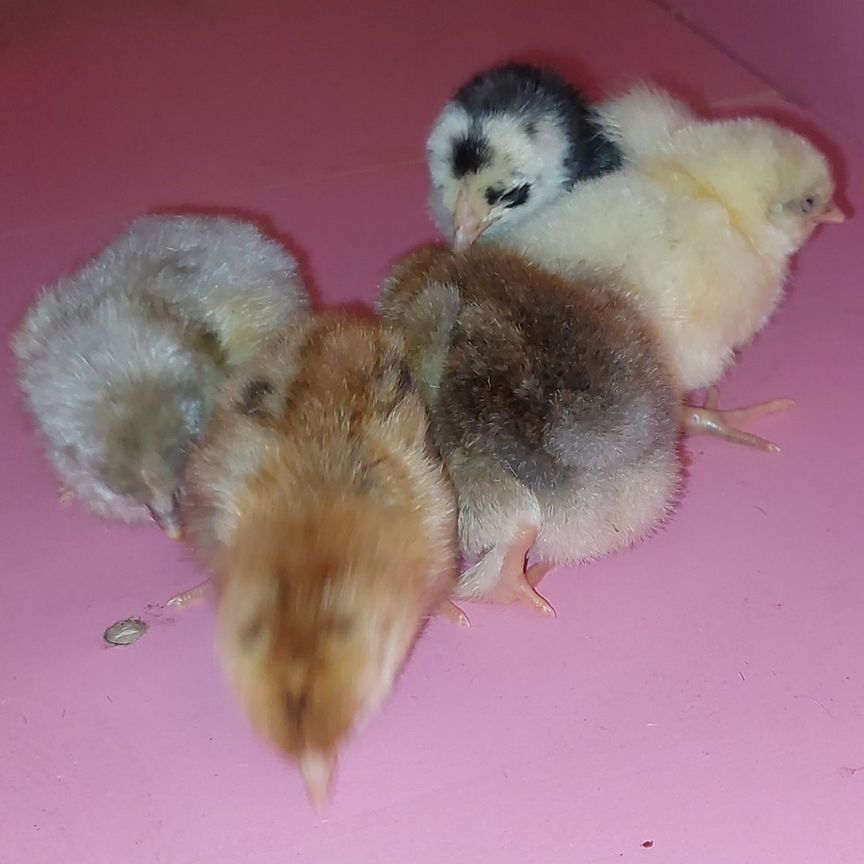 Цыплята породные