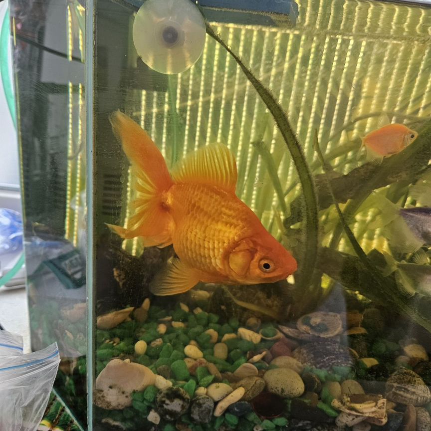 Золотая рыбка