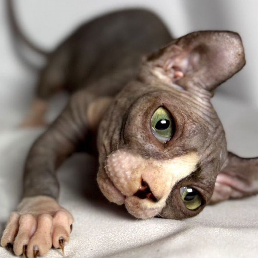 Двельф котёнок