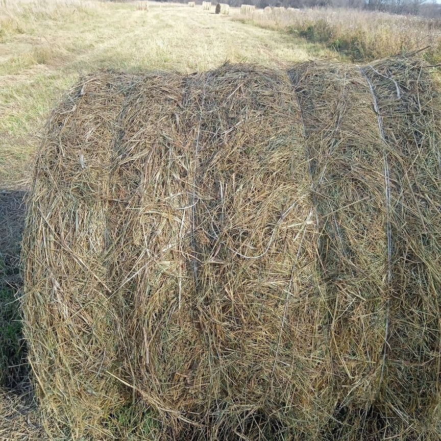 Сено суданка в рулонах