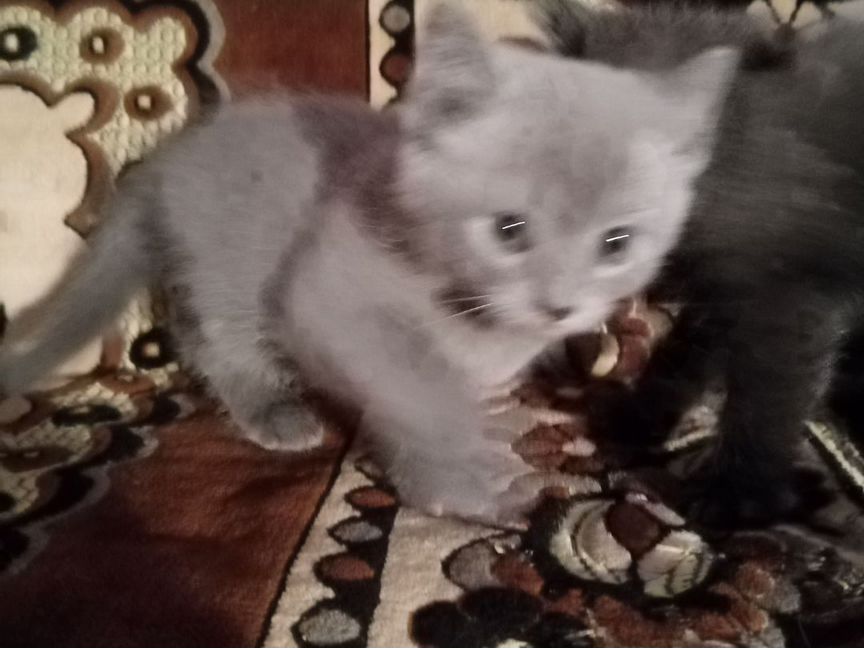 Британская смесь с шатландцем