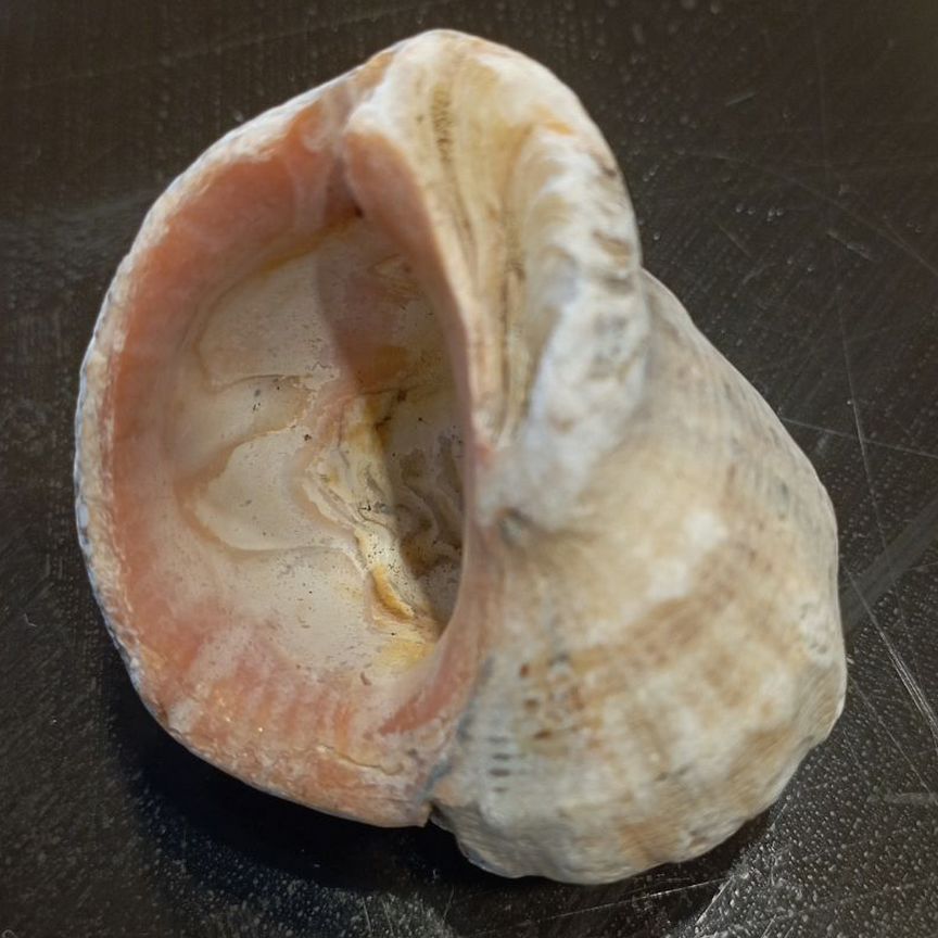 Ракушки морские