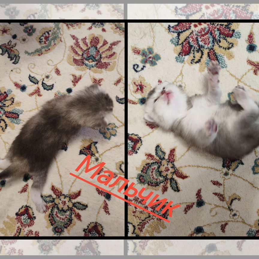 Шотландский прямоухий короткошёрстный котёнок