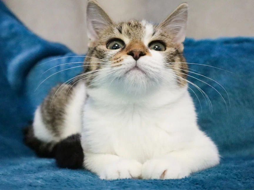 Спасенная кошка ищет дом