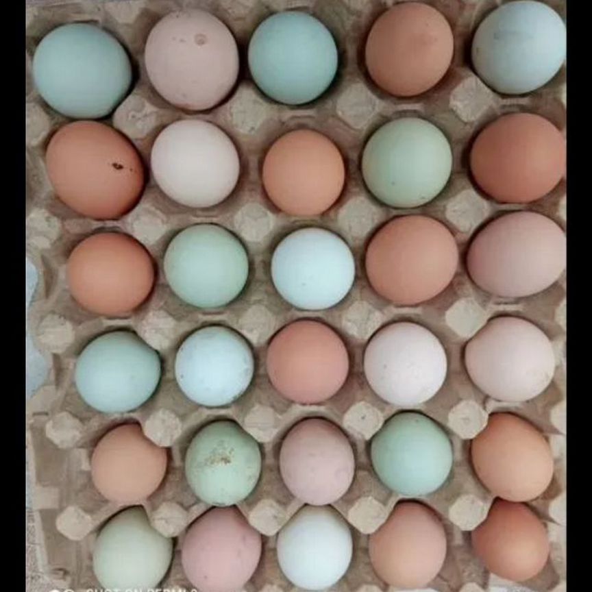 Инкубационное яйцо