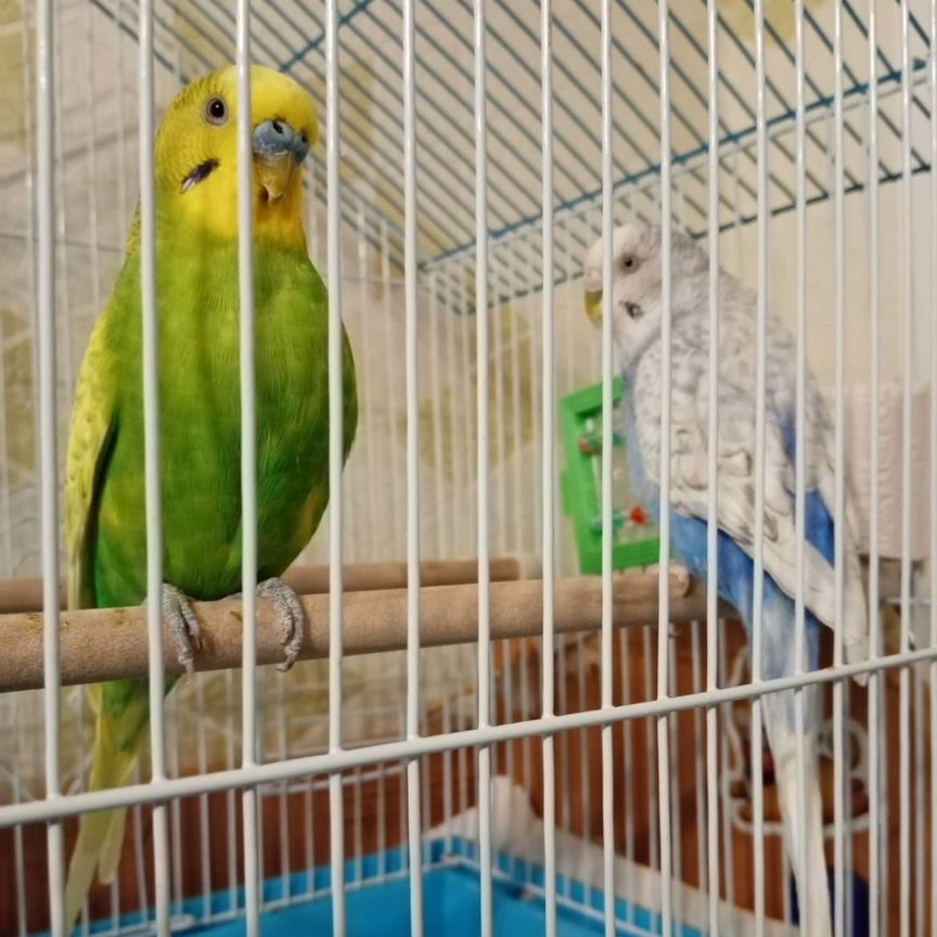 Волнистый попугай (пара)