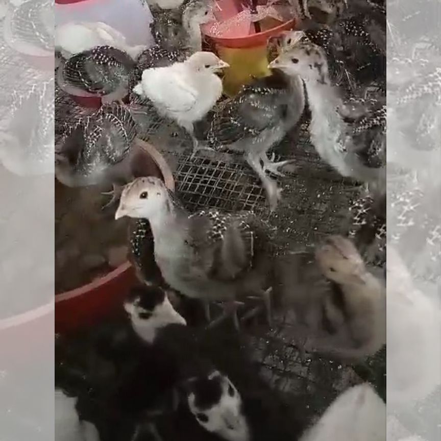 Индюки индюшата