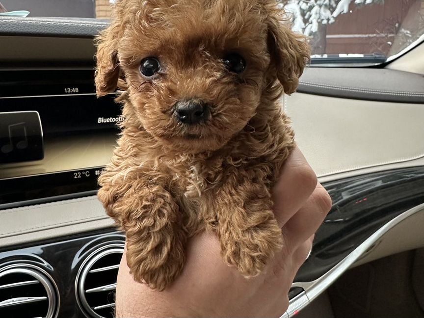 Мальтипу тикап корея