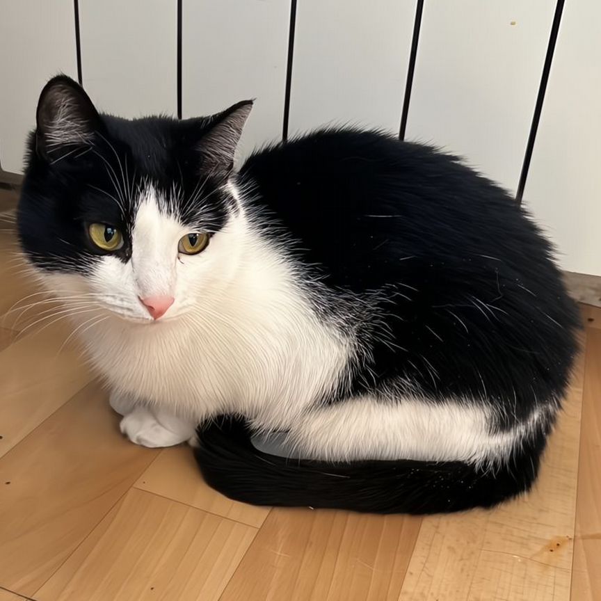 Взрослая, кошка в добрые руки