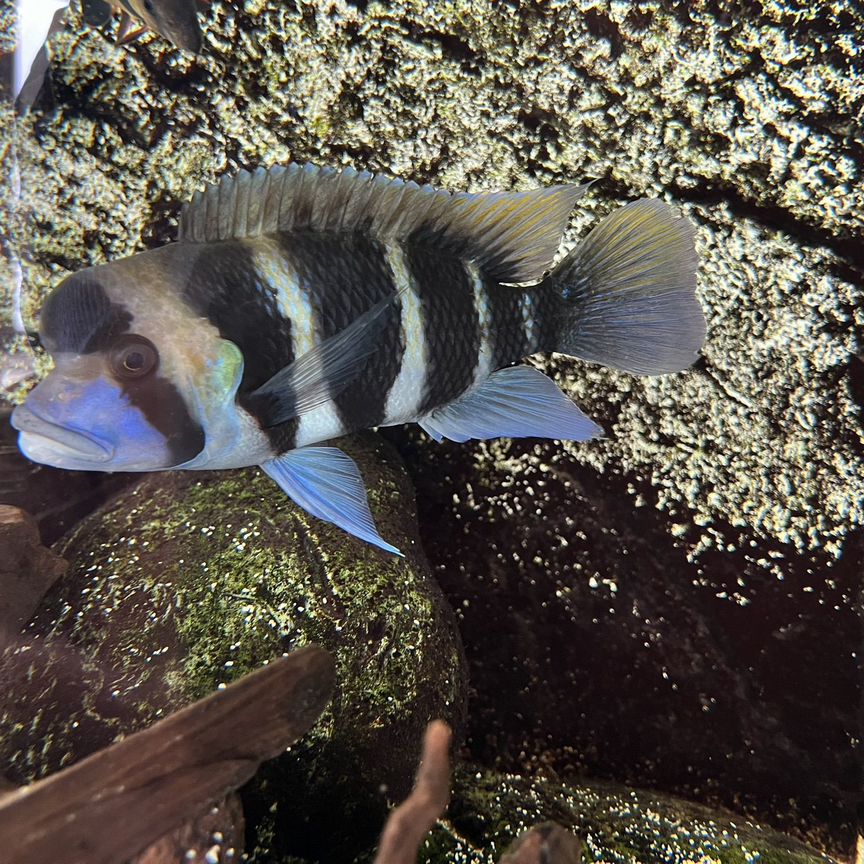 Цихлиды танганьика