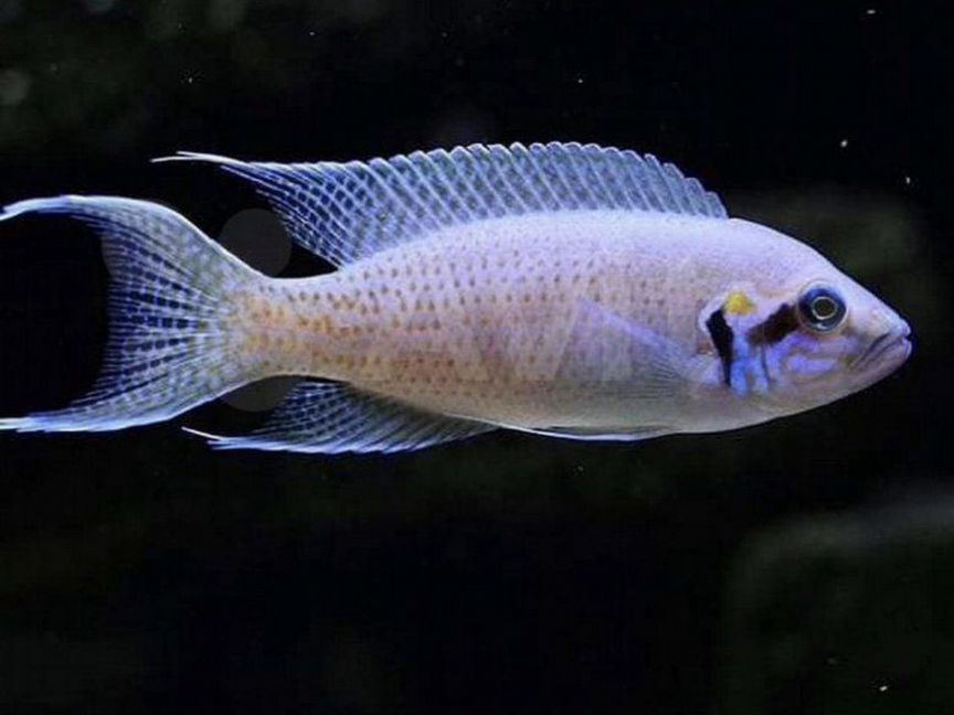 Принцесса Бурунди