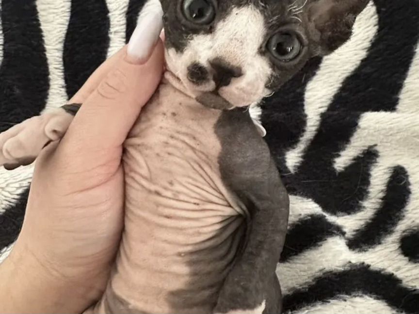 Шикарный мальчишка сфинкс