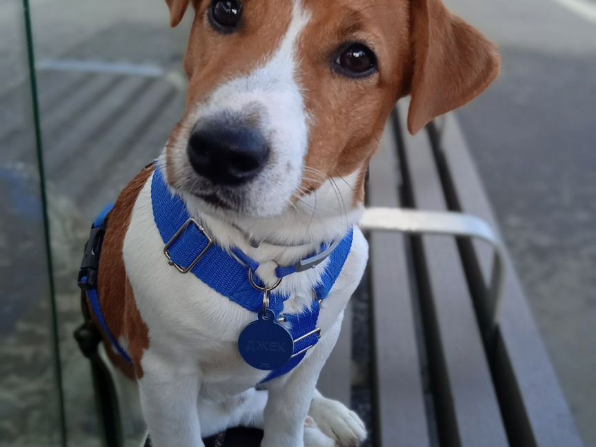 Джек Рассел терьер