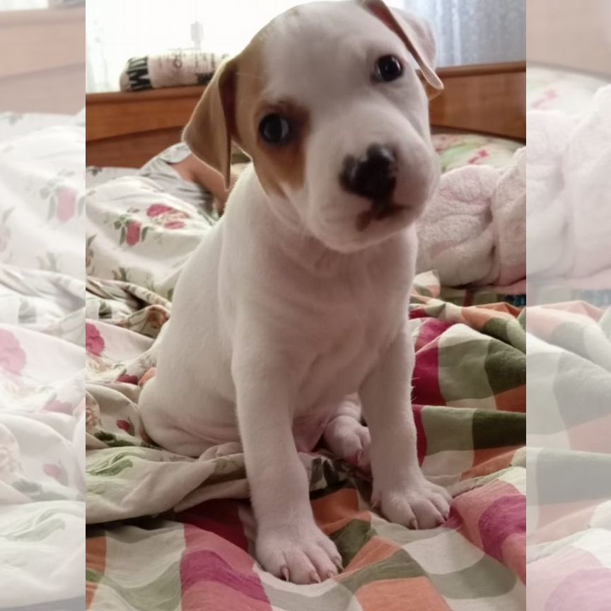 Американский стаффордширский терьер