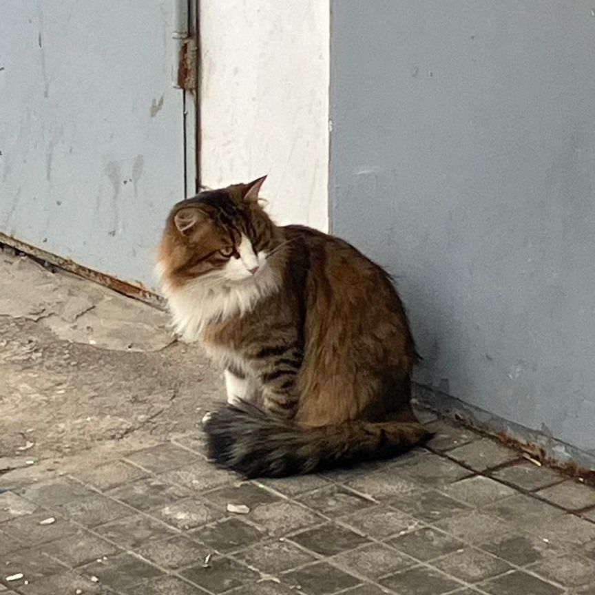 Котик выживает на улице