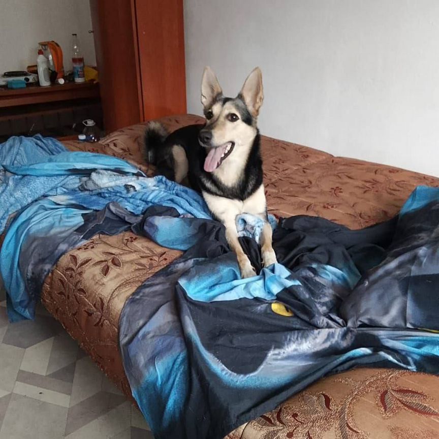 Взрослая собака в добрые руки