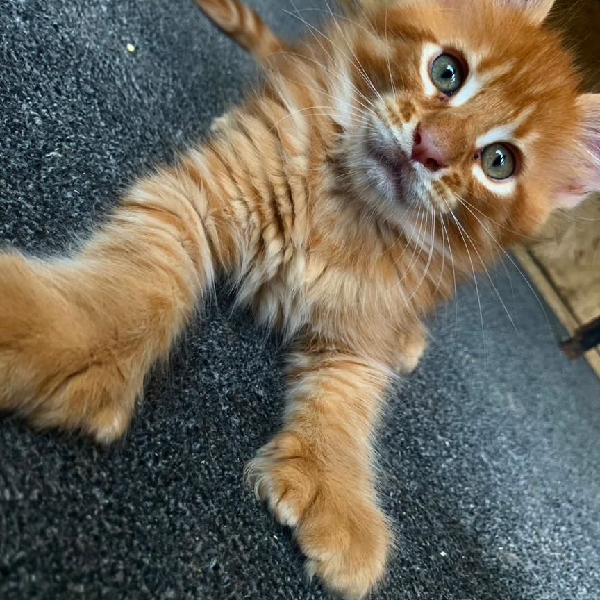 Мейн-кун полидакт