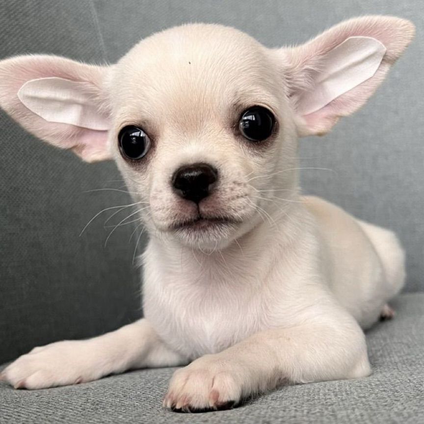 Чихуахуа, щенок