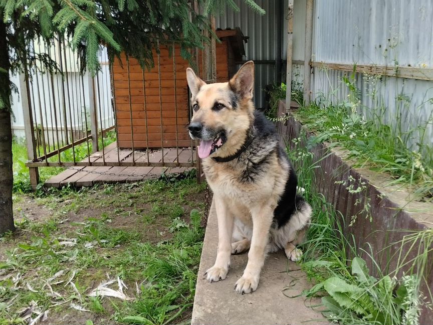 Восточно-европейская овчарка