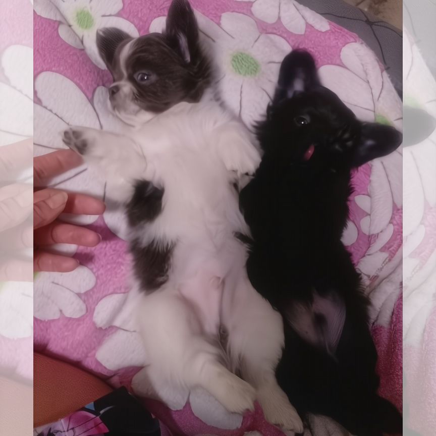 Чихуахуа, щенок