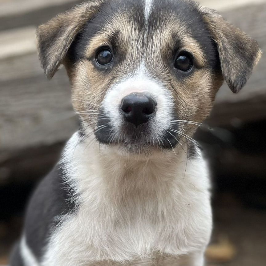 Заберите меня с улицы. Щенок в добрые руки