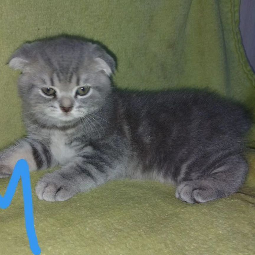 Шотландский вислоухий короткошёрстный котёнок