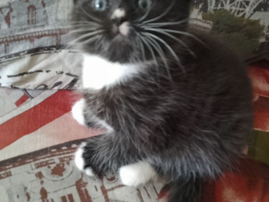 Котик