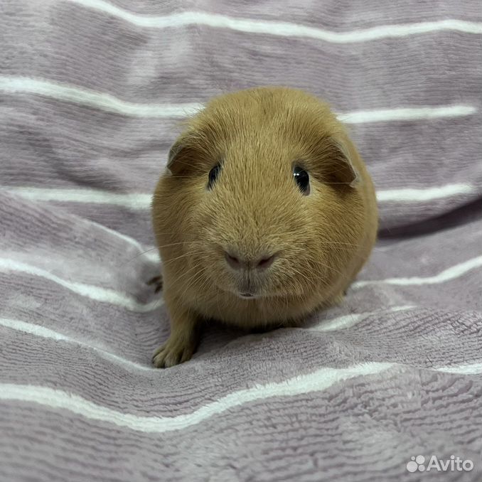 Морская свинка селф батон