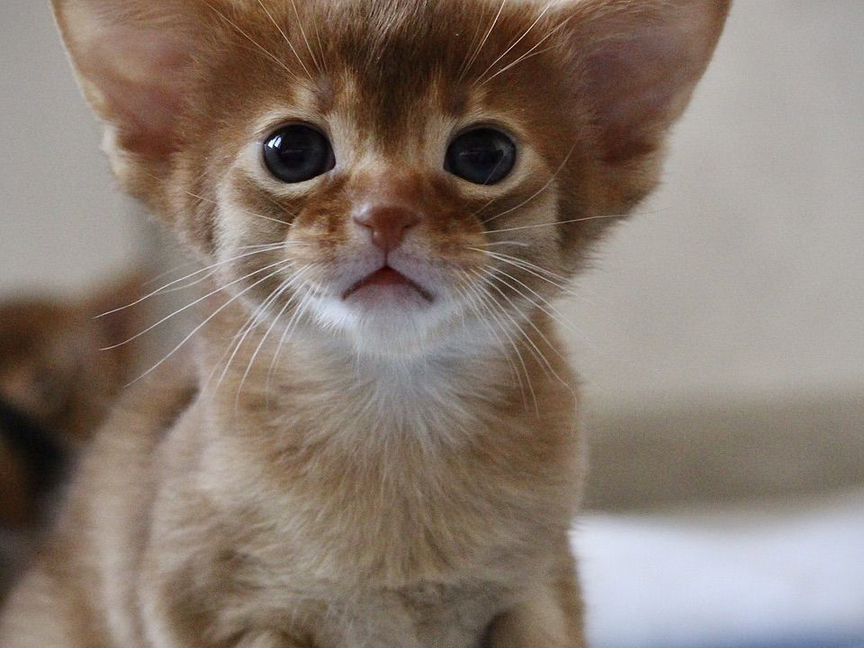 Абиссинские котята