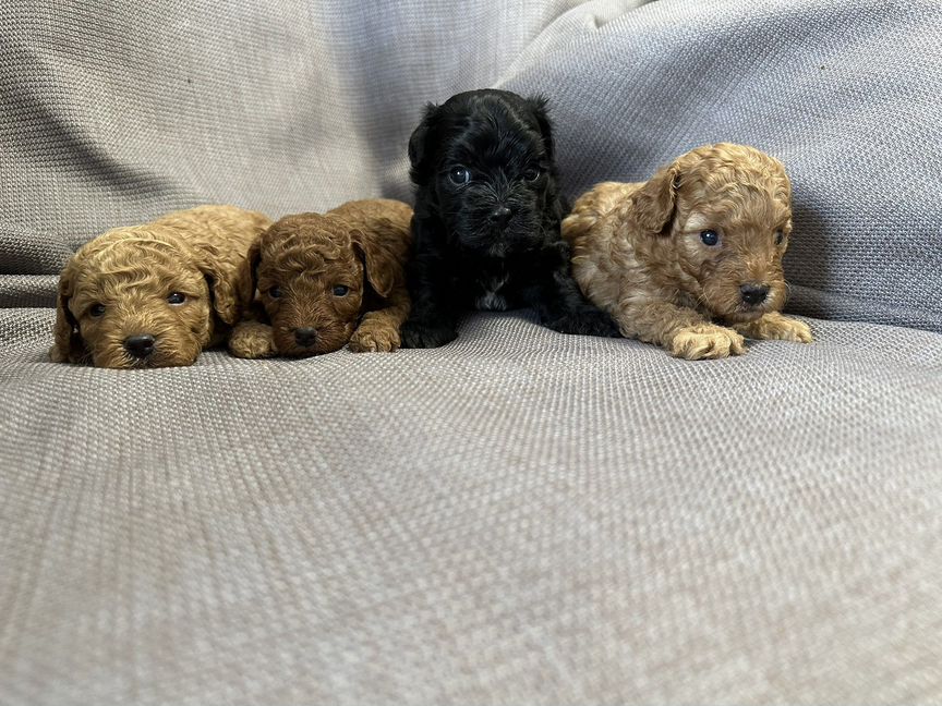 Щенки мальтипу f1 мини и стандарт