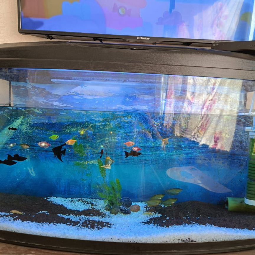 Аквариумные рыбки сомики