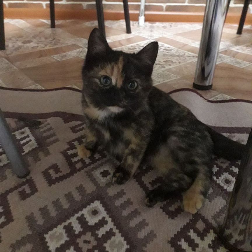 Котенок 2 месяца.Бесплатно