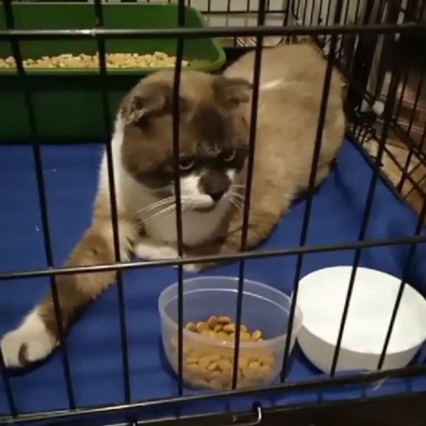 Котик в добрые руки