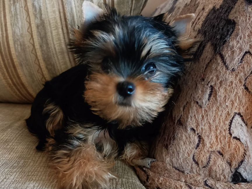 Щенки йорки