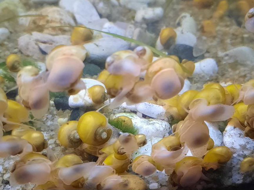 Мальки ампулярии