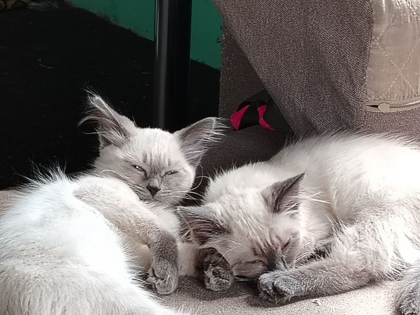 Котята