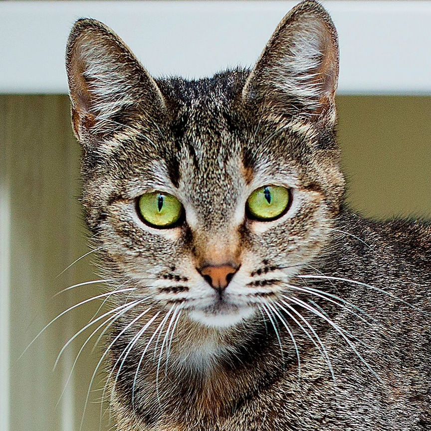 Кошки в добрые руки