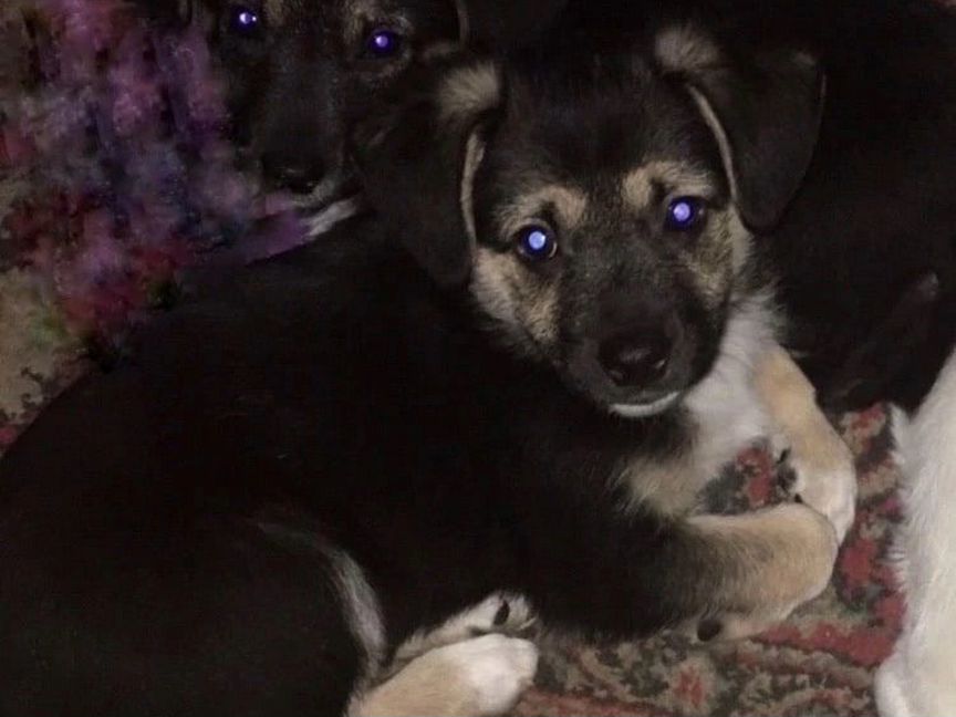 Собака в добрые руки,2 месяца,приученны,мальчики