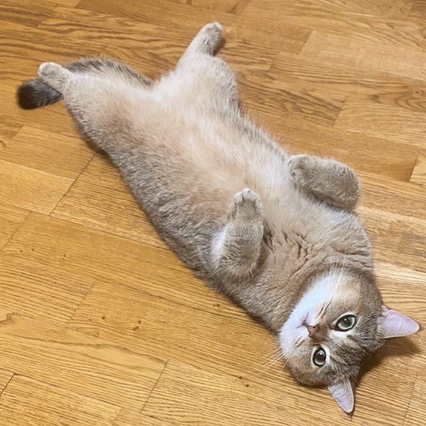 Кошечка британская шиншилла