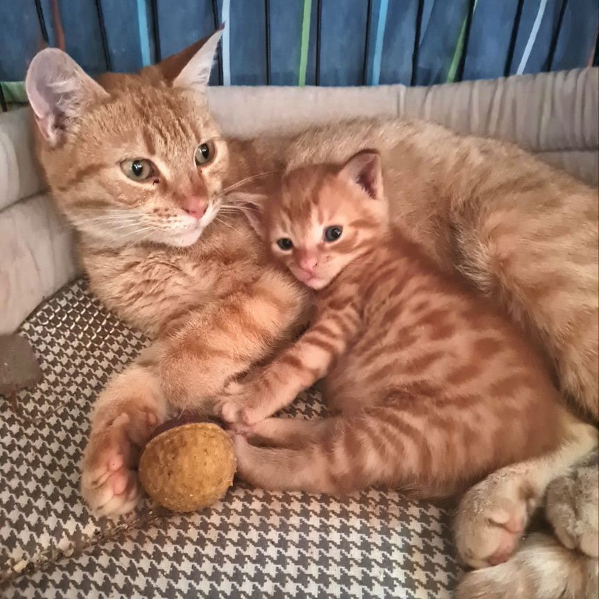 Кошки в добрые руки