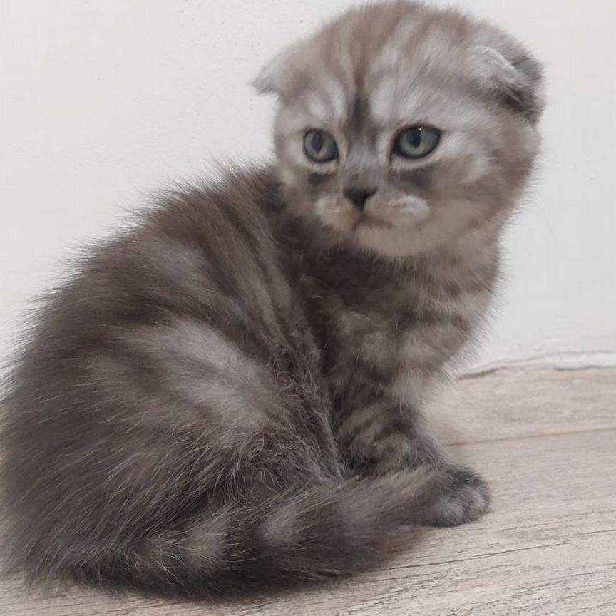Шотландский вислоухий короткошёрстный котёнок
